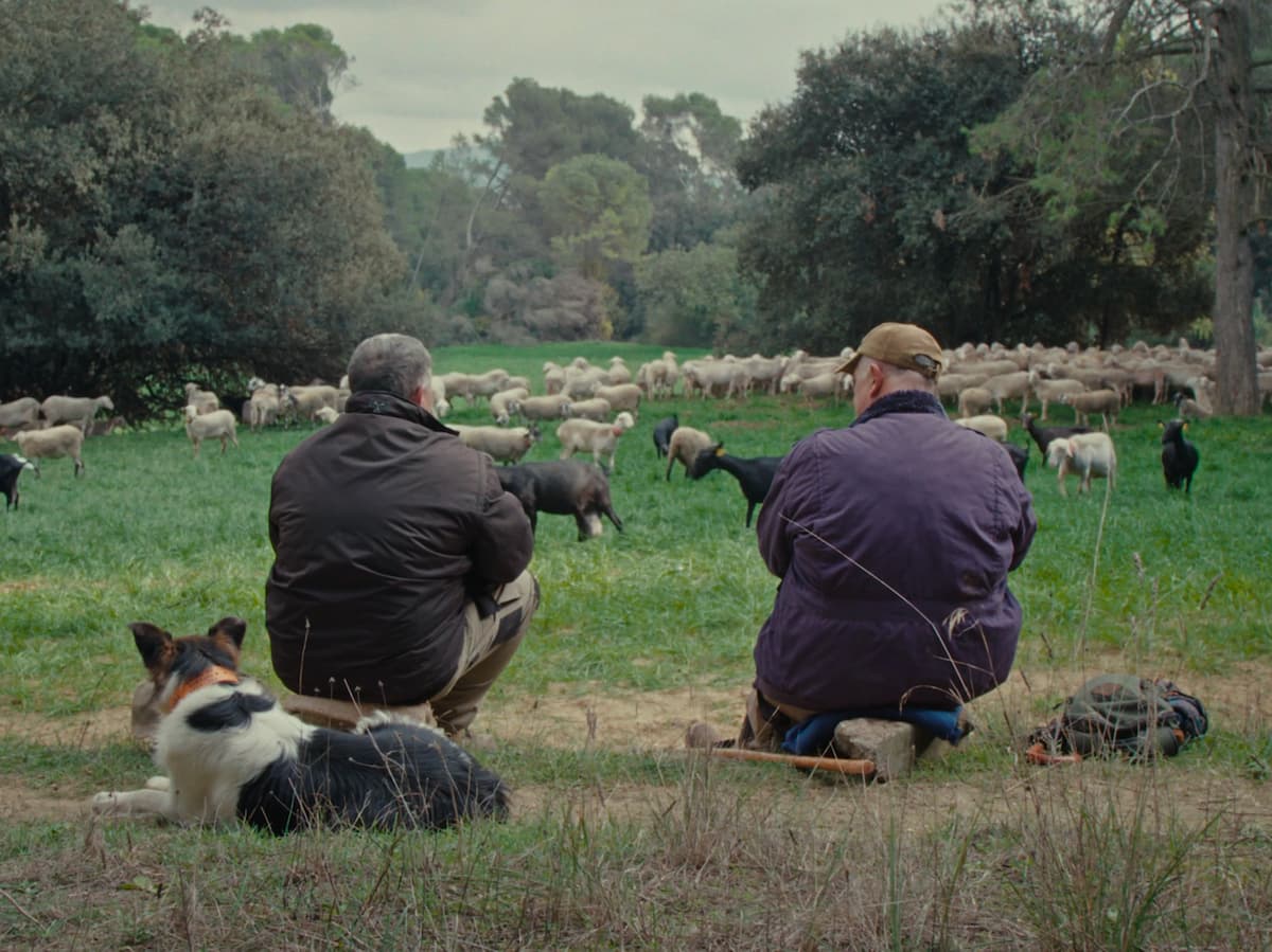 Fauna • Antenna Documentary Film Festival